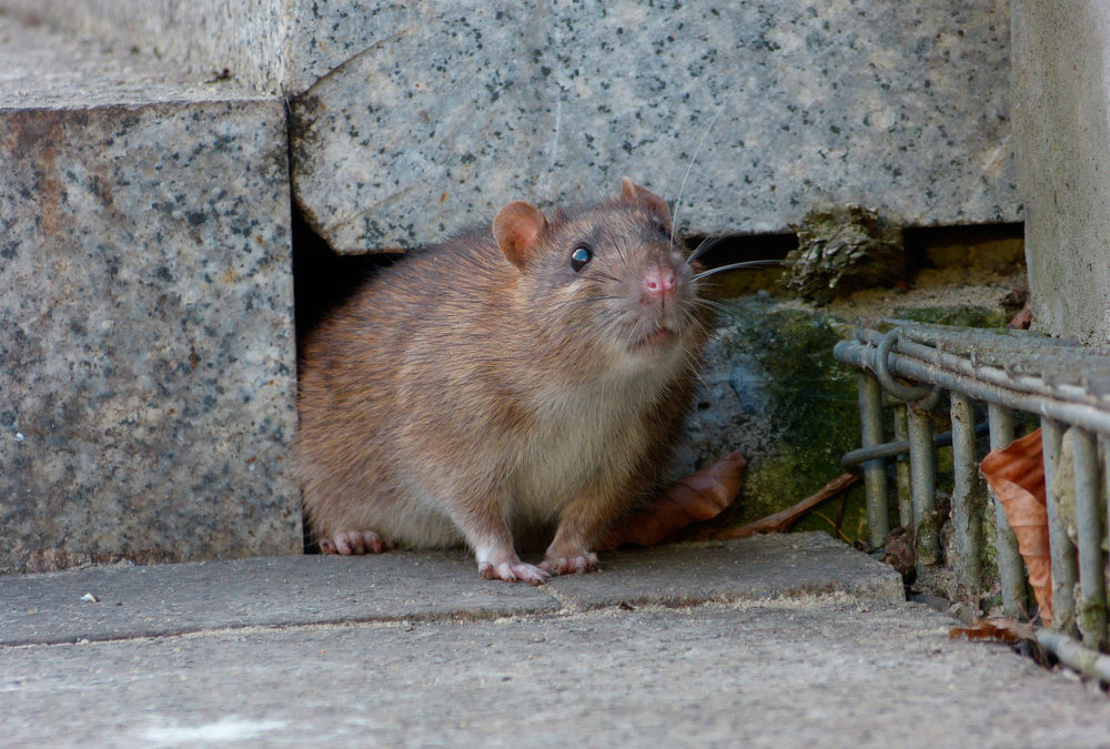 Rata Común - Arumia, Control de plagas en A Coruña